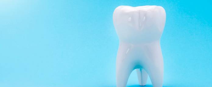 Aufbau des Zahnes | Zahnaufbau