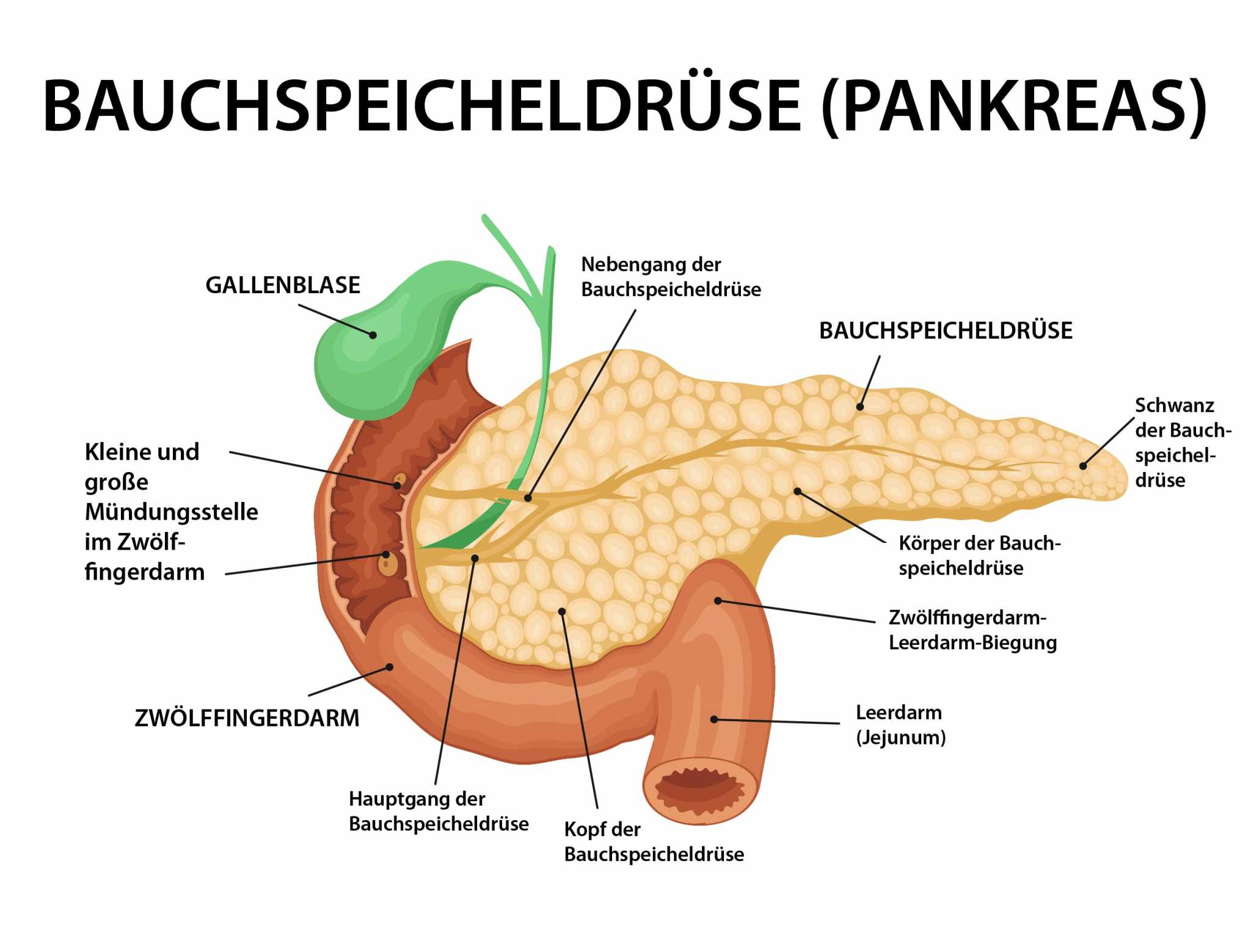 Die Bauchspeicheldr se Aufbau Funktion Erkrankungen