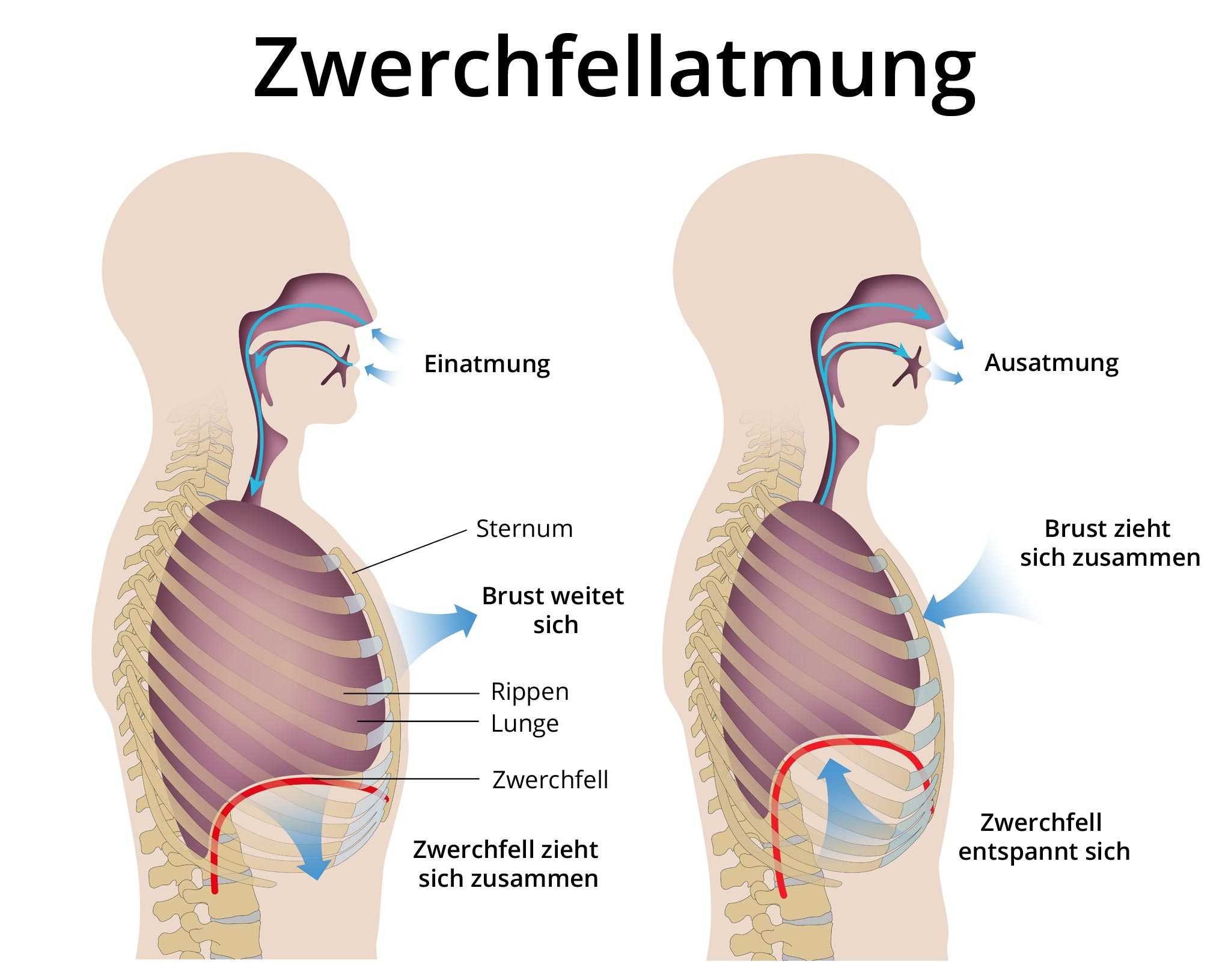 Die Seelische Bedeutung Des Zwerchfells Und Wie Es Den K rper Die Seelische Bedeutung Des Zwerchfells Und Wie Es Den K rper